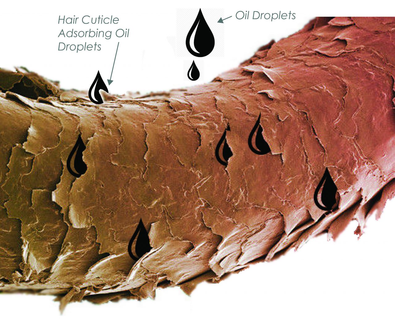 Donate – Hair, Fur and Fiber – FAQ | MatterofTrust.org