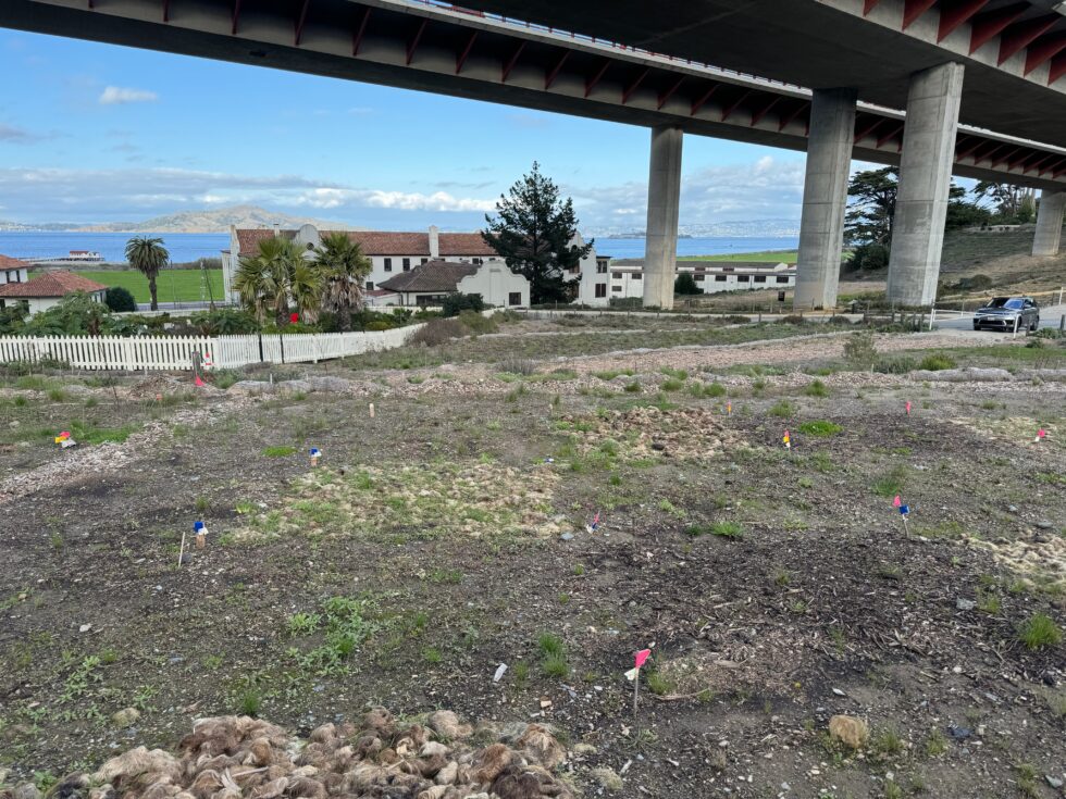 Presidio Trust: Hair Mat Trials in Grasslands Restoration ...
